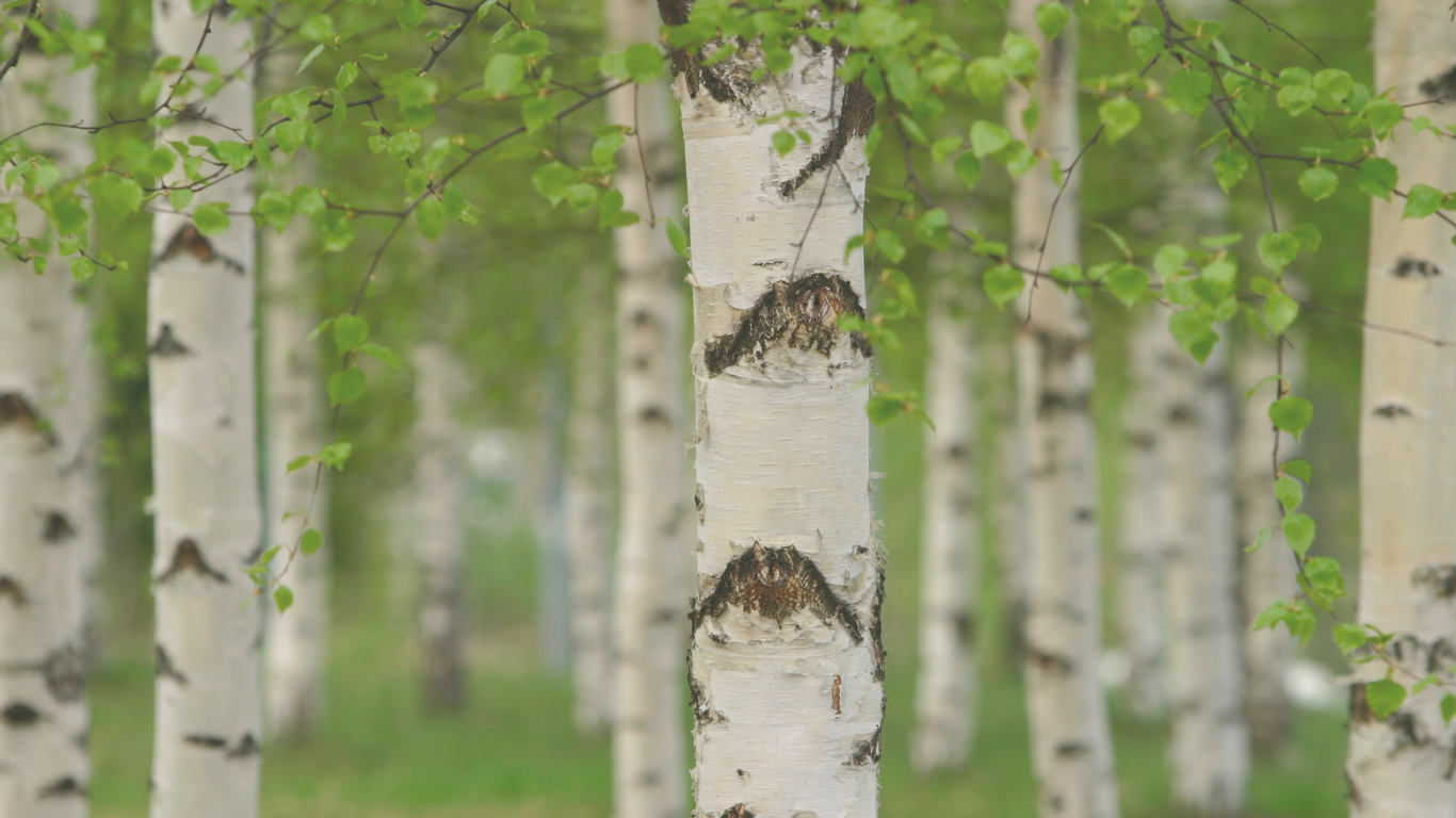 Birch Pathway: Class of 2026 – OneSpirit Interfaith Foundation